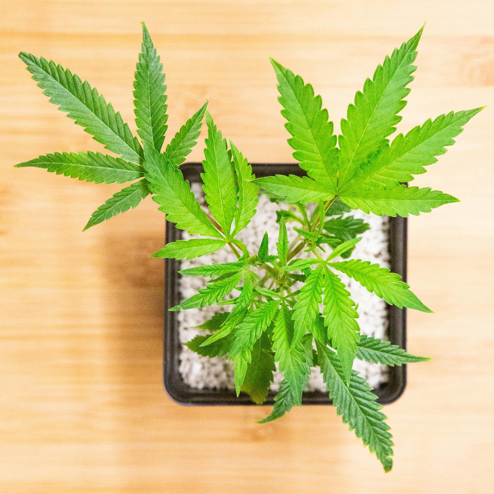 Otis Gardens: Pine Soul x (GG4xGTE) Clone | Leafly