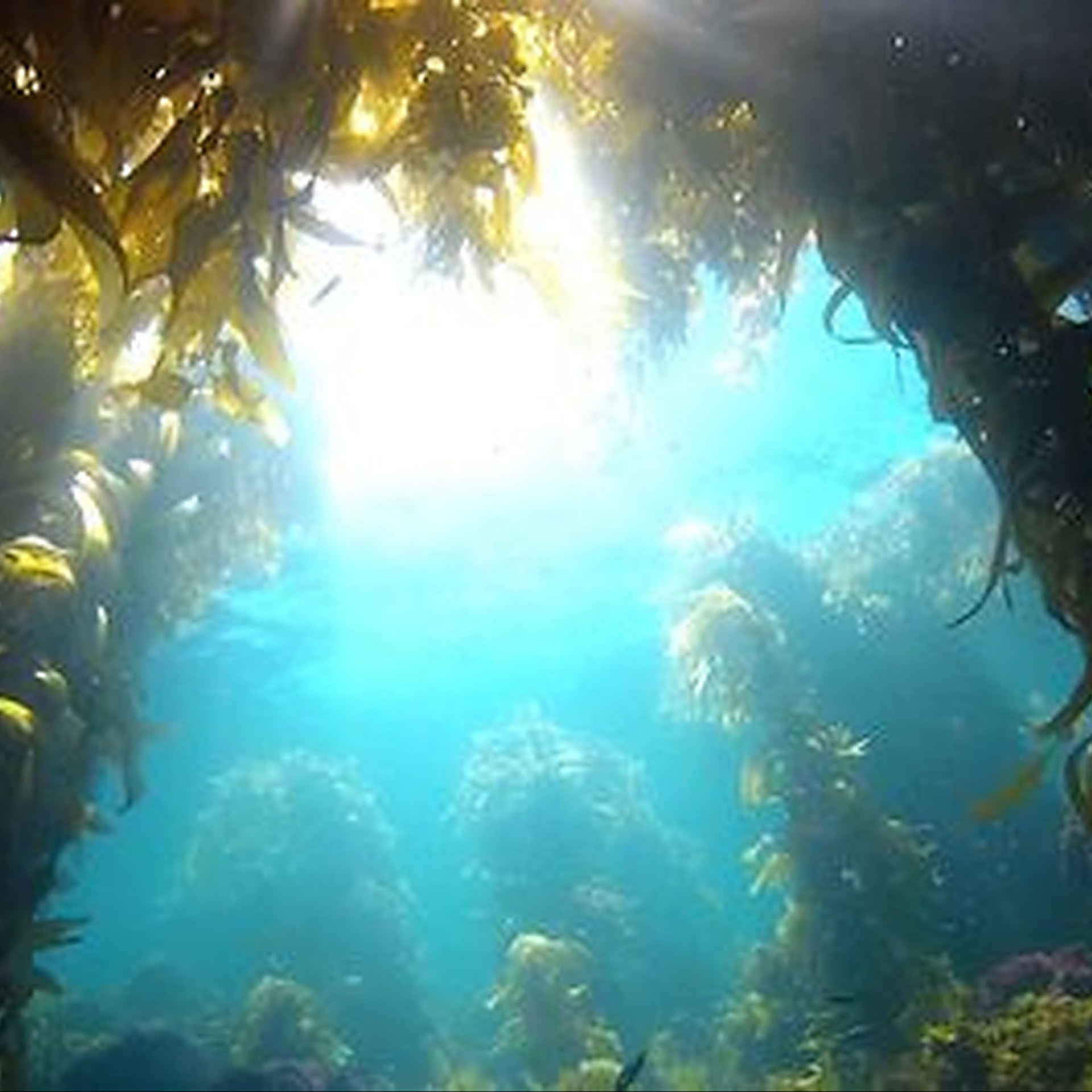 Seaweed Holistics Menu | Leafly